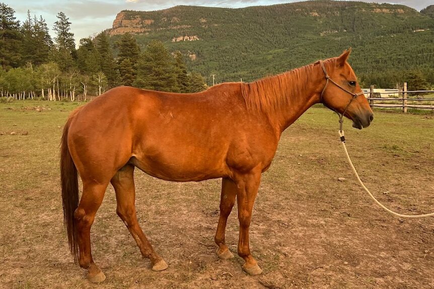 Mares - Rafter 54 Performance Horses