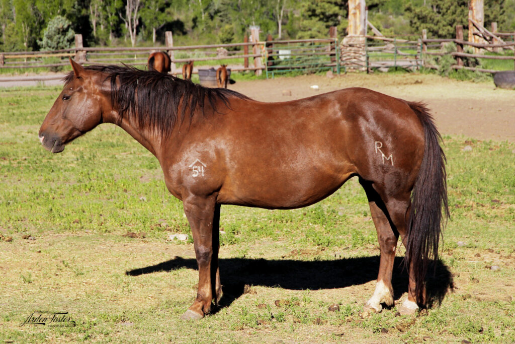 2024 Foals - Rafter 54 Performance Horses